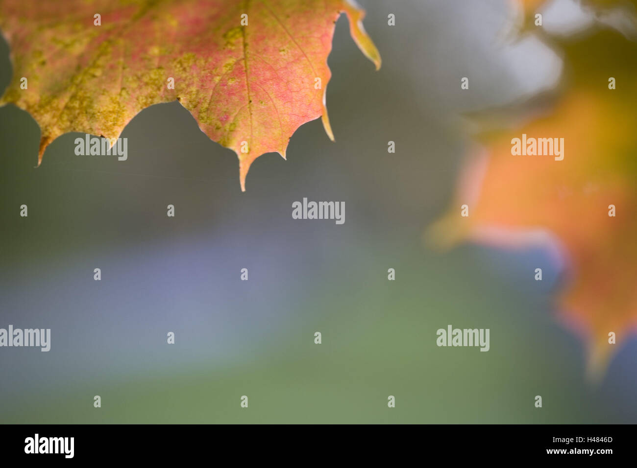 Spike maple hi-res stock photography and images - Alamy