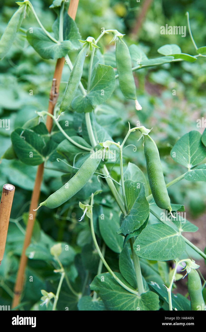 Pea Plants 'Premium' in Vegetable Patch, UK Stock Photo - Alamy