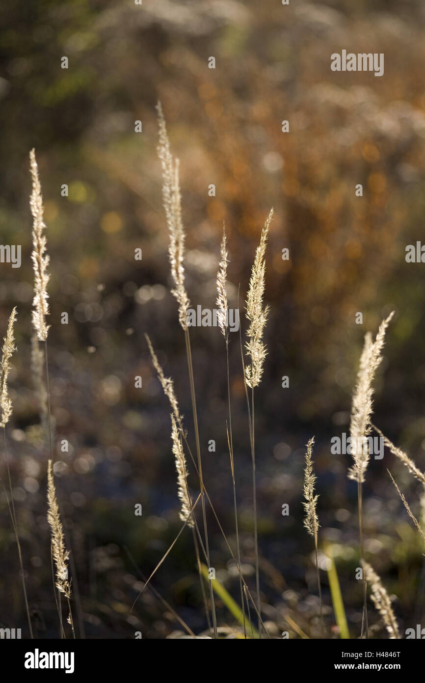 Grass ears in backlight Stock Photo - Alamy