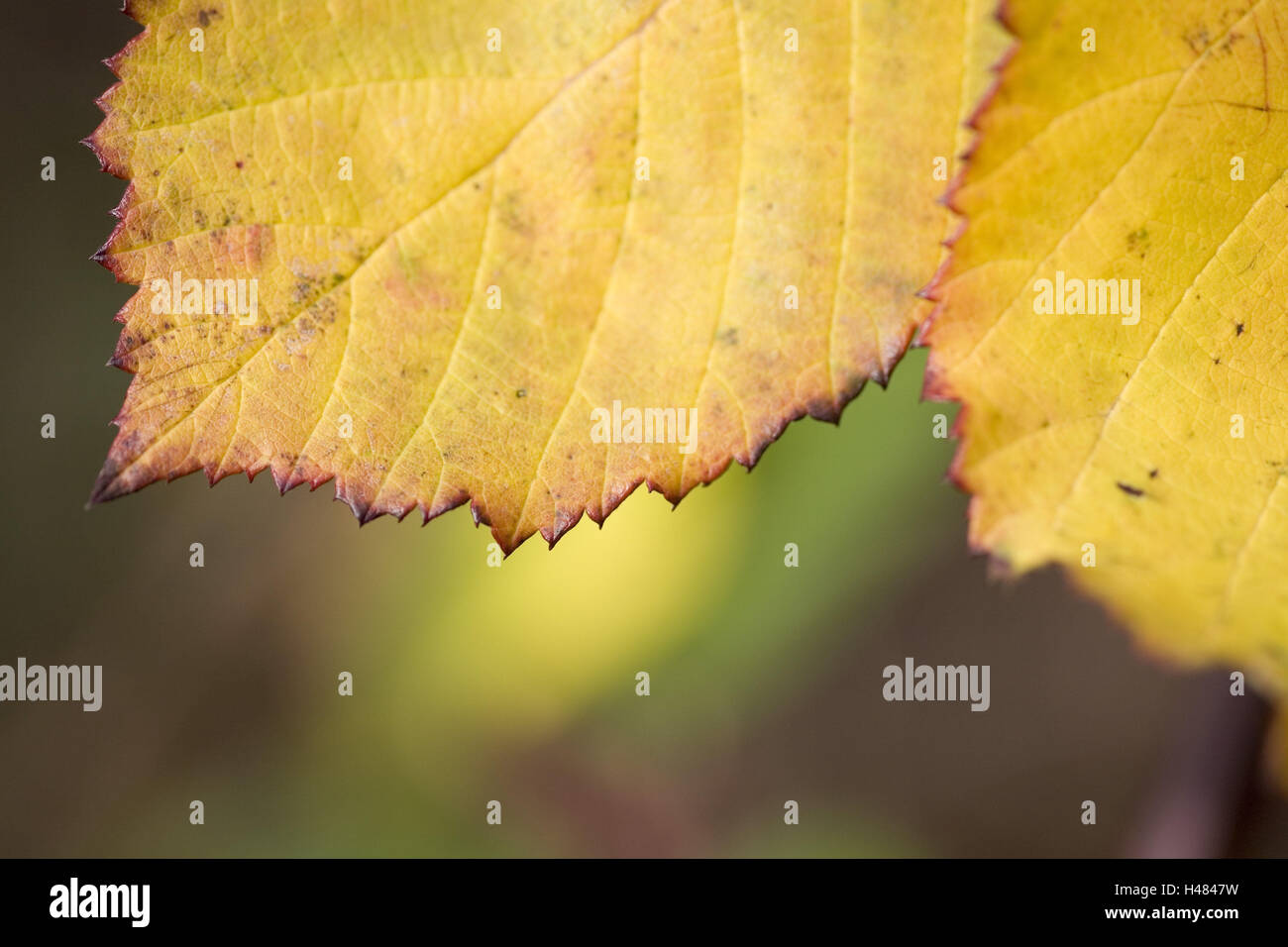 Autumn leaves, medium close-up, detail Stock Photo - Alamy