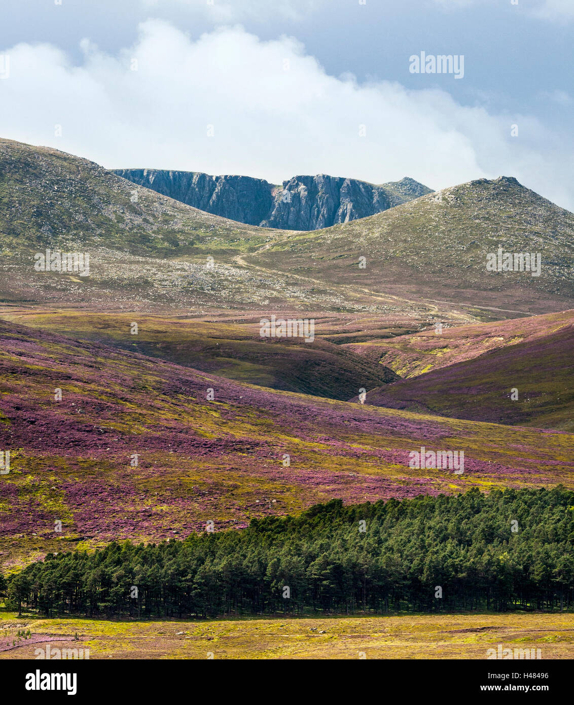 Balmoral Estate, Spittal of Glen Muick, Lochnagar heather moorland ...