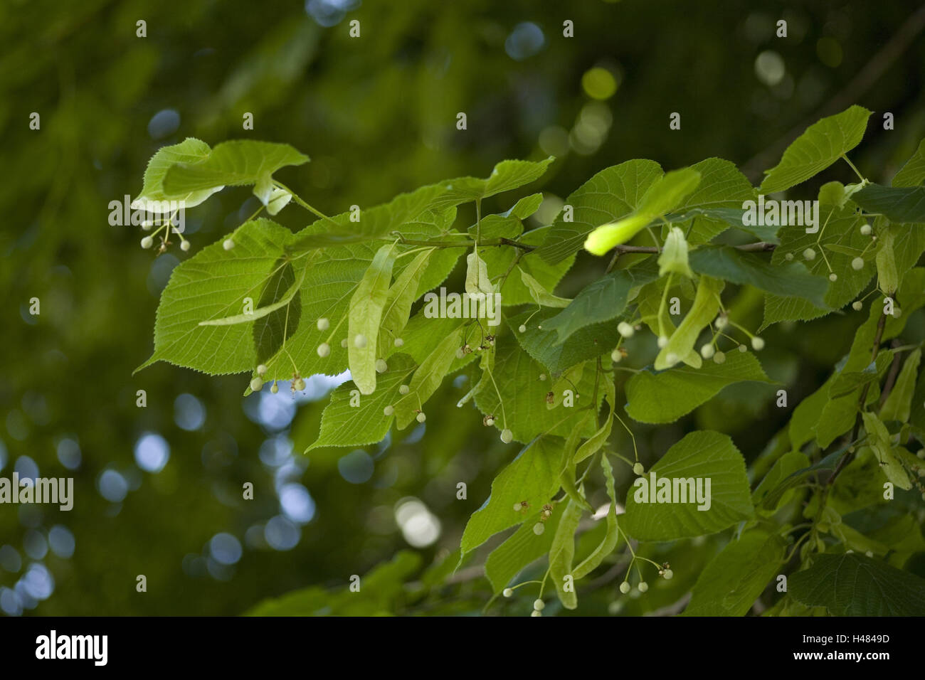 Fork of a tree branch hi-res stock photography and images - Alamy