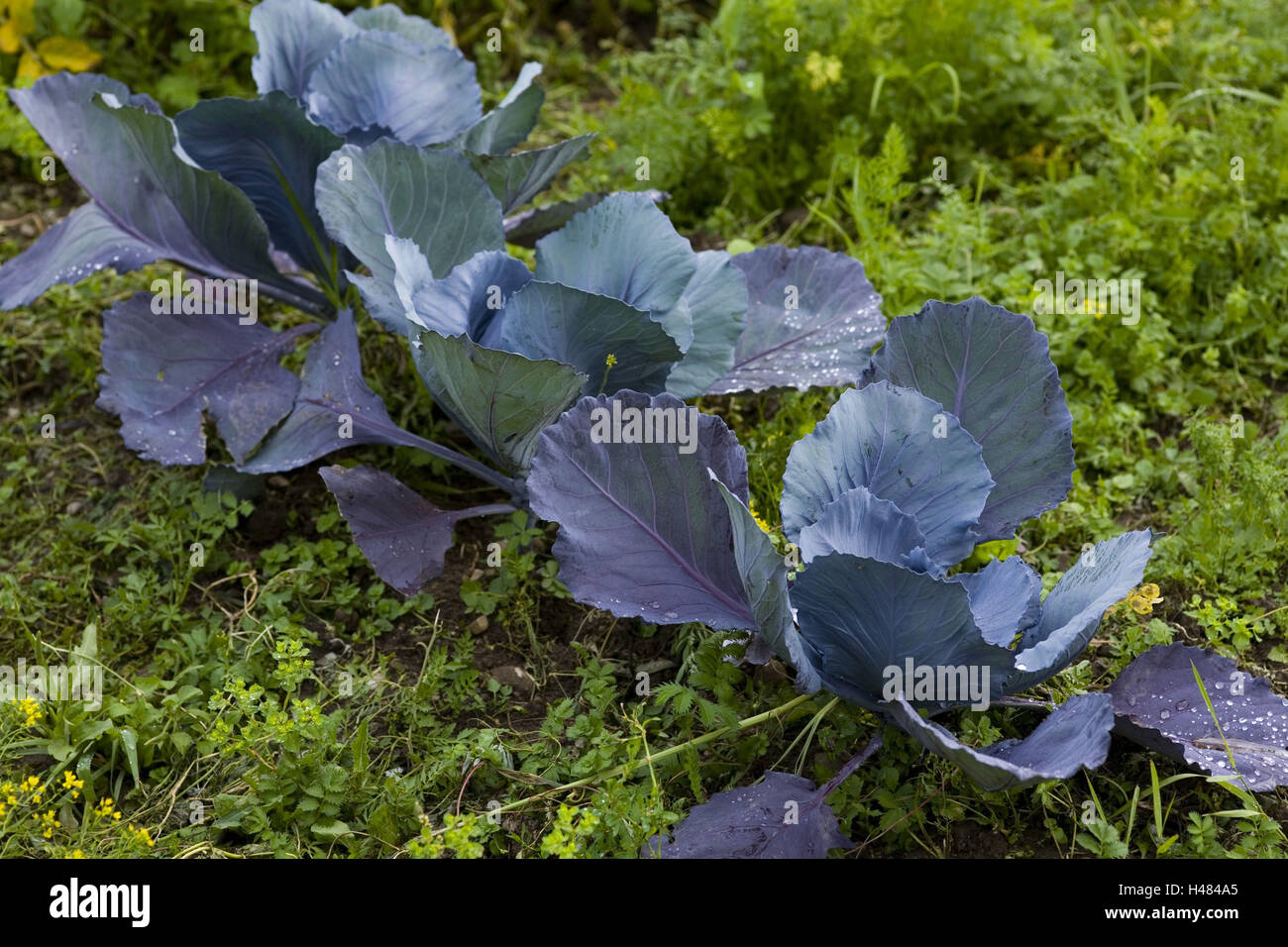 Red cabbage in the vegetable garden Stock Photo - Alamy