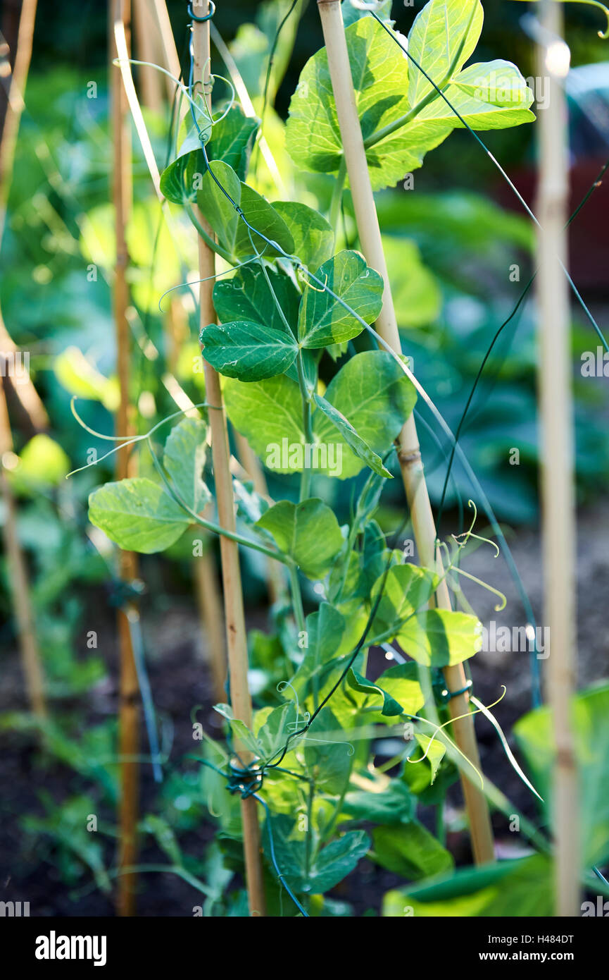 Pea Plants 'Premium' in Vegetable Patch, UK Stock Photo - Alamy