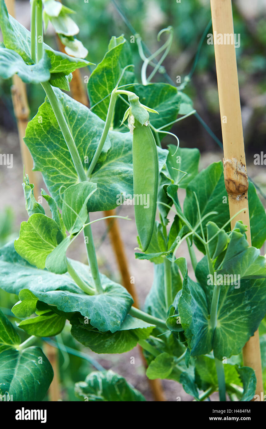Pea patch gardens hi-res stock photography and images - Alamy