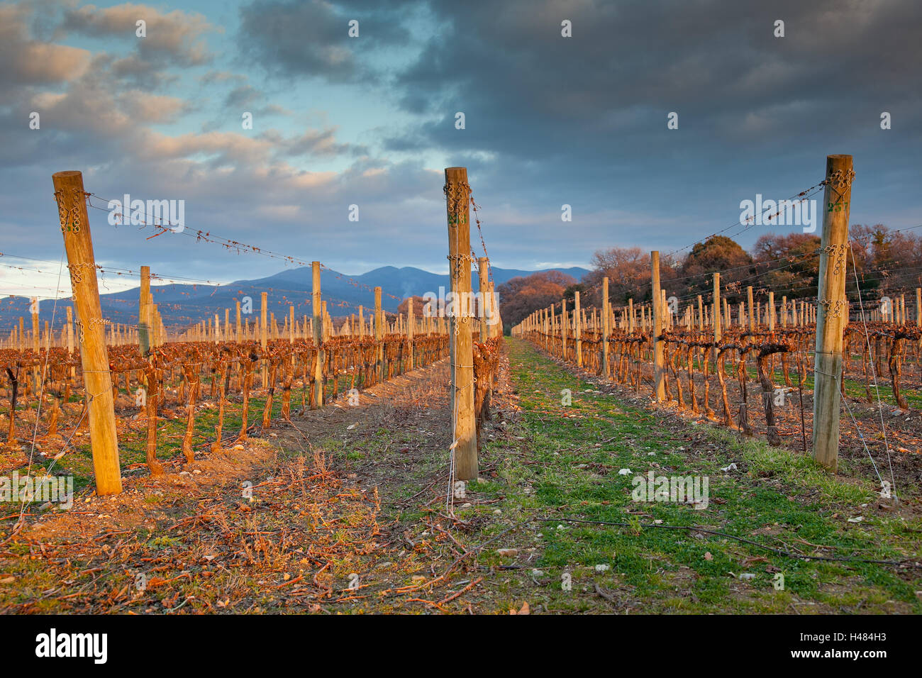 Dead vineyard europe hi-res stock photography and images - Alamy