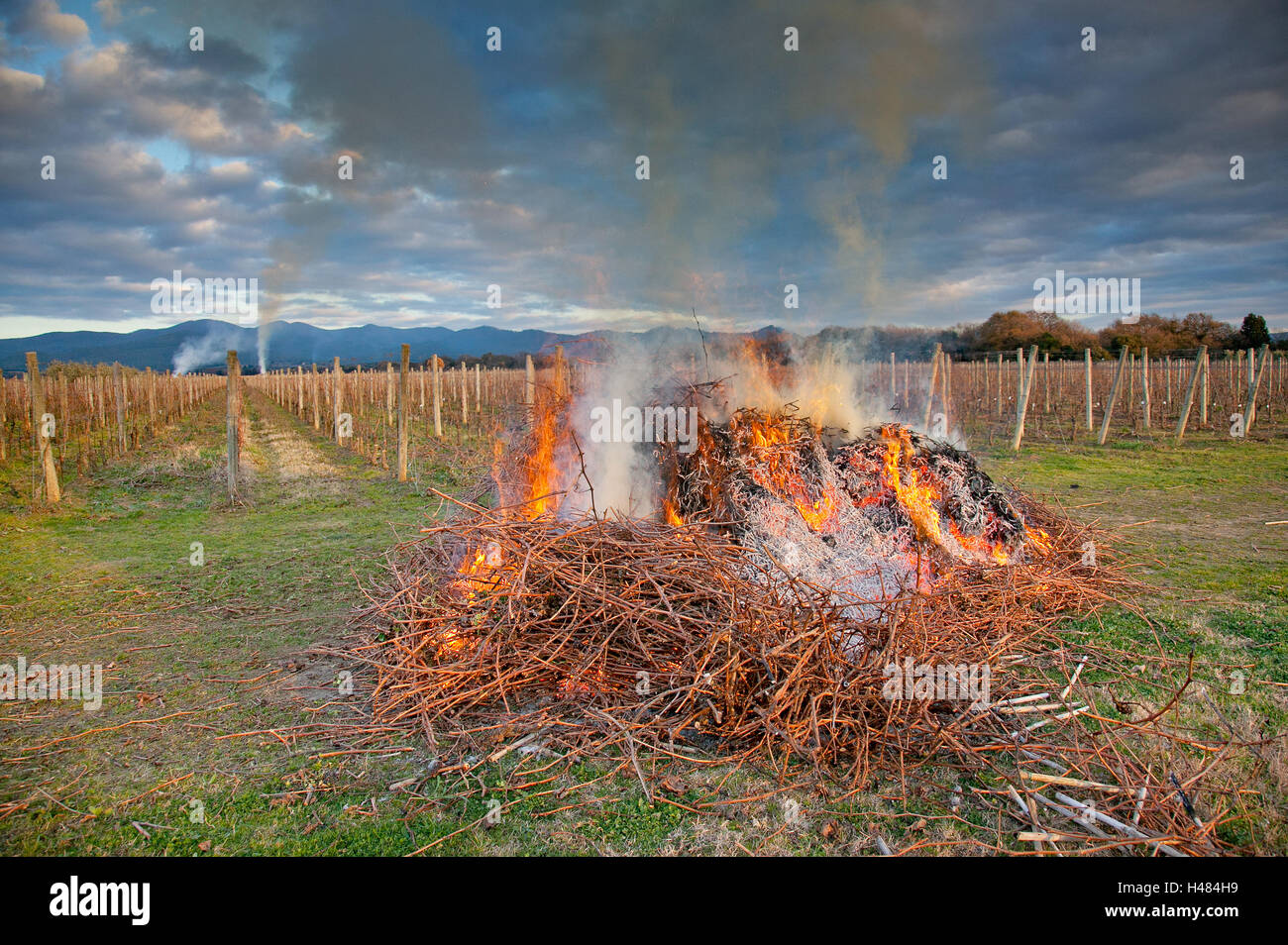 Processing and care of the vineyards of red and white wine in Bolgheri ...