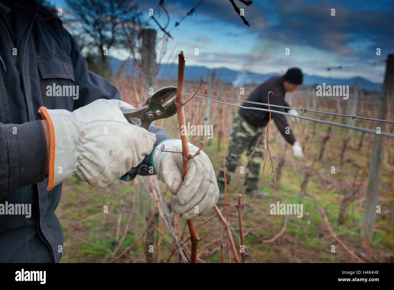 Processing and care of the vineyards of red and white wine in Bolgheri ...