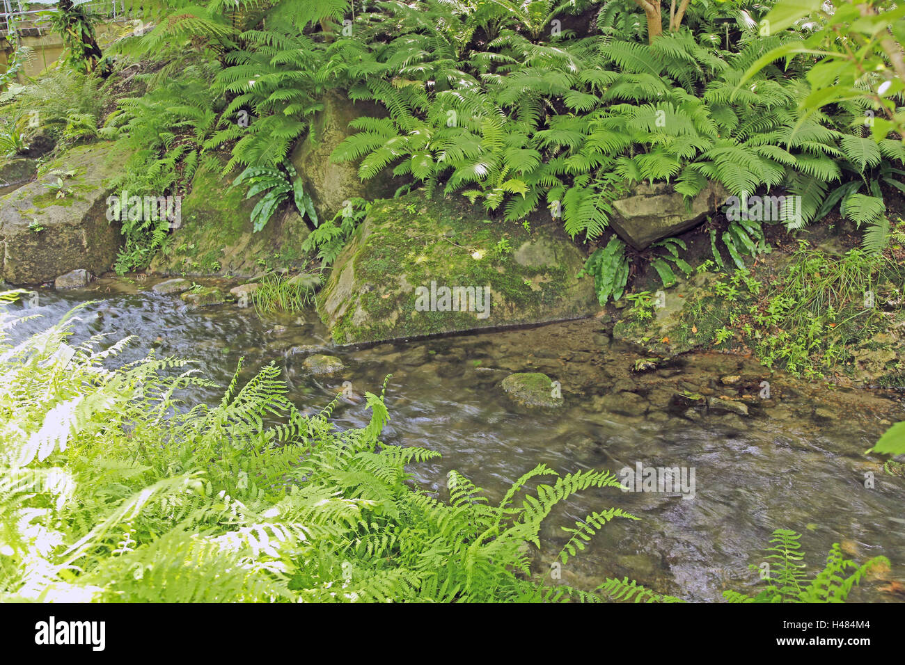 Brook, ferns, bile lumps, little brooks, garden, garden, park, park ...