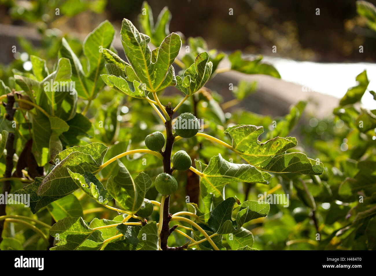 Greece crete fig tree hi-res stock photography and images - Alamy