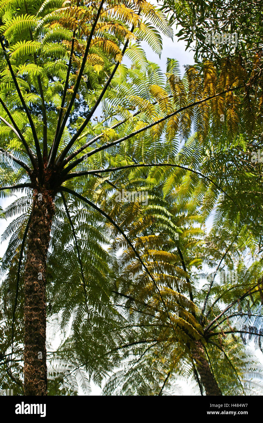 New Zealand, South Island, Ponga fern, country icon Stock Photo - Alamy