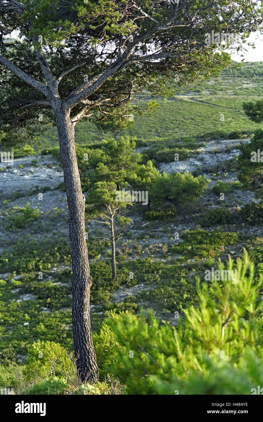 Landscape, rocks, trees, plants Stock Photo - Alamy