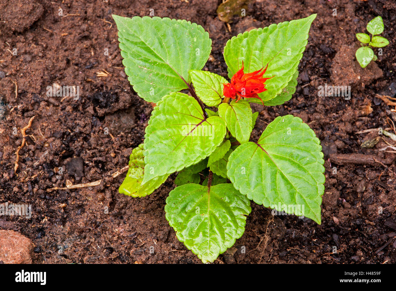Salvia seedling with red flower in rich loam soil in outdoor garden ...