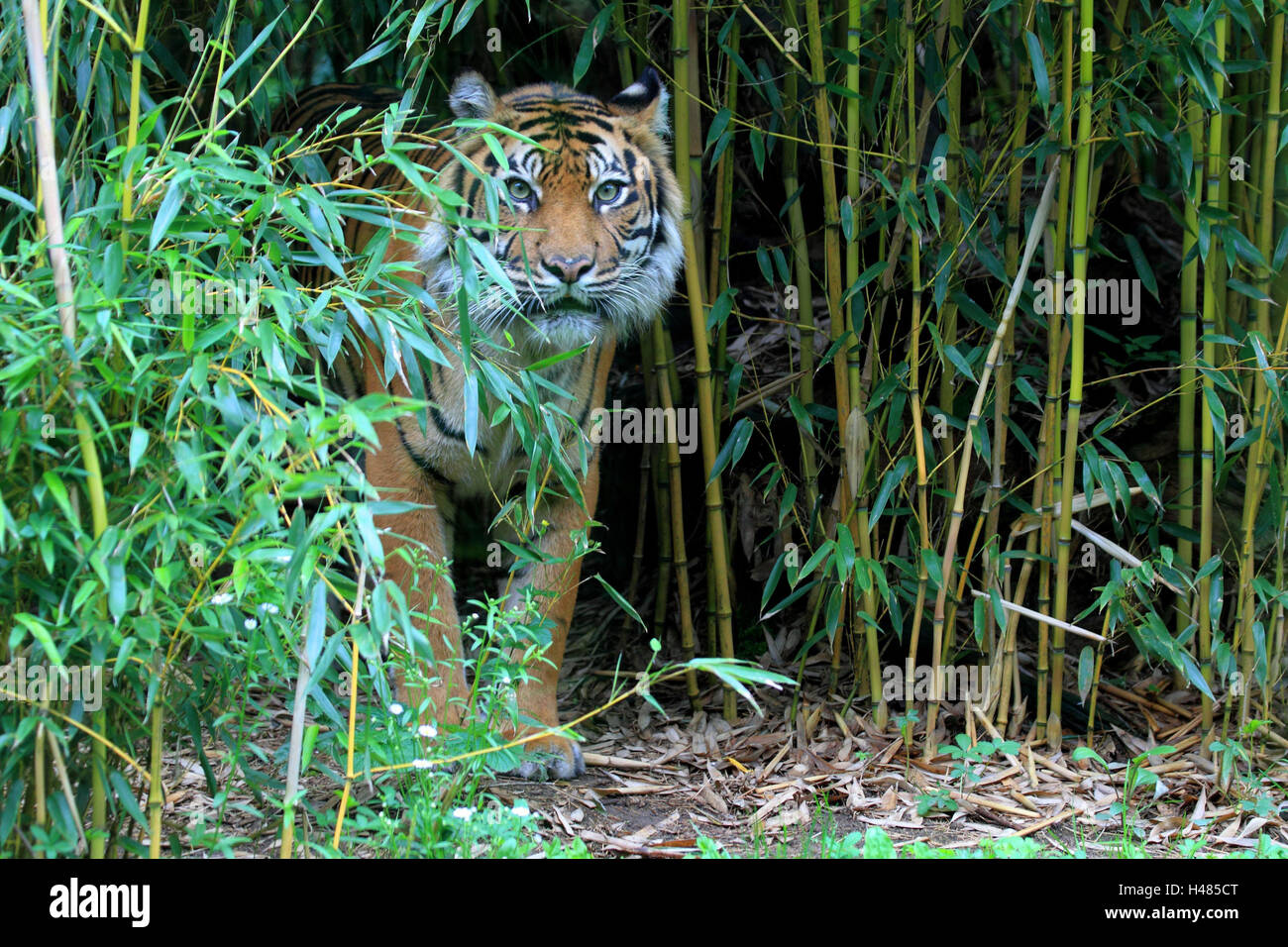 Sumatra tiger, Busch, landscape format, tiger, big cat, mammal, animal ...