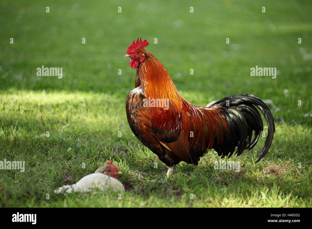 Tap and hen hi-res stock photography and images - Alamy