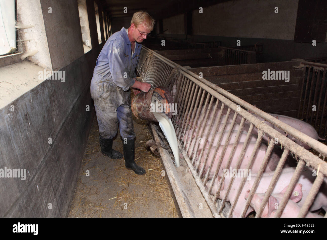 Farm, farmer, feeding pigs Stock Photo - Alamy