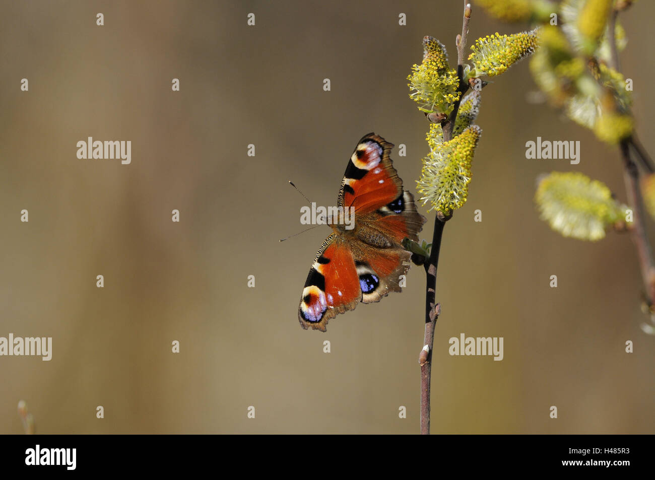 Peacock butterfly, Inachis io, Nymphalis io Stock Photo - Alamy
