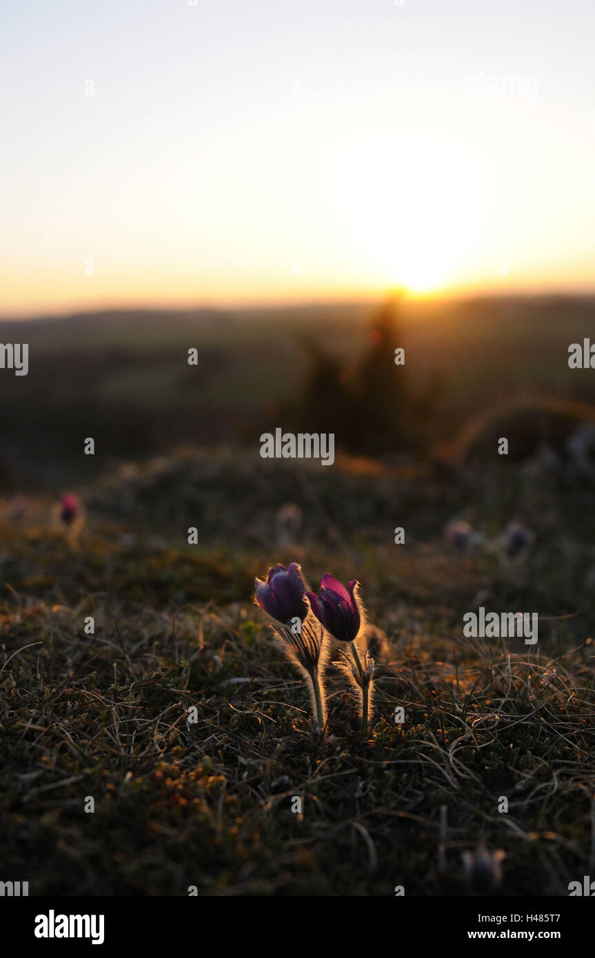 Common pasque flowers, Pulsatilla vulgaris Stock Photo - Alamy