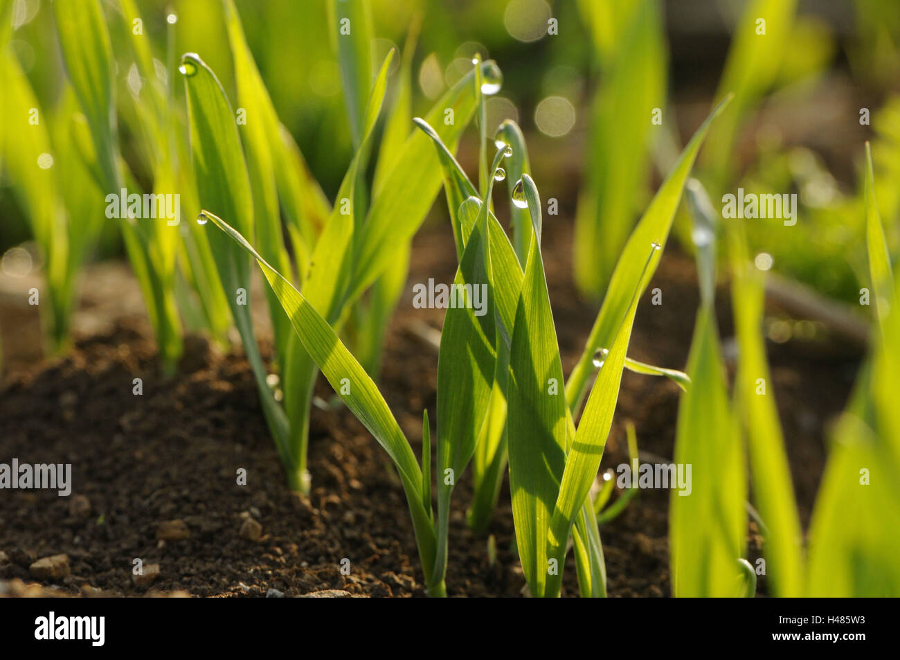 Grain, grain field, young plants, wet Stock Photo - Alamy