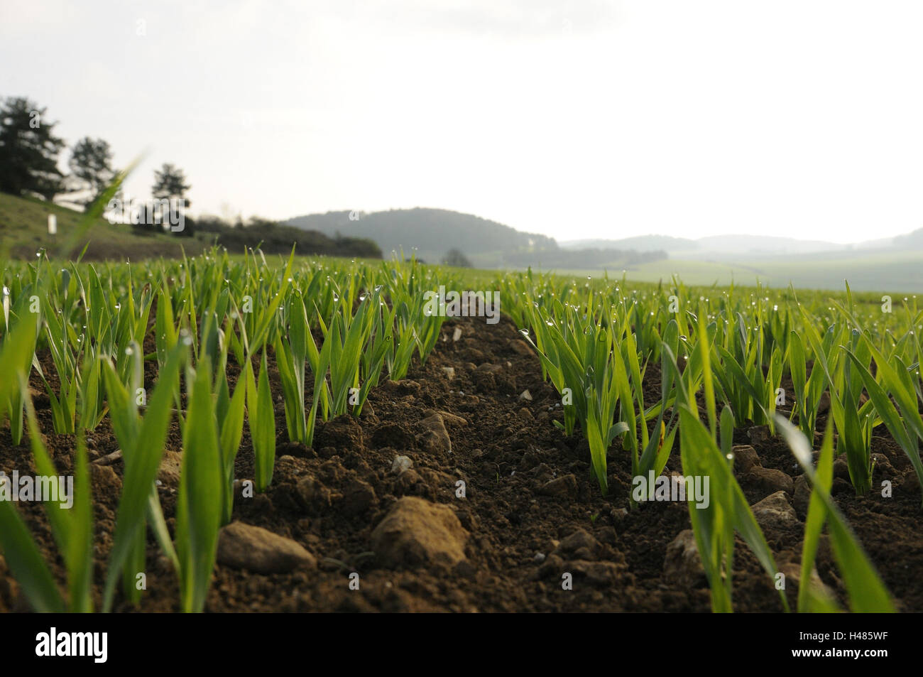 Grain, grain-field, young plants, wet Stock Photo - Alamy