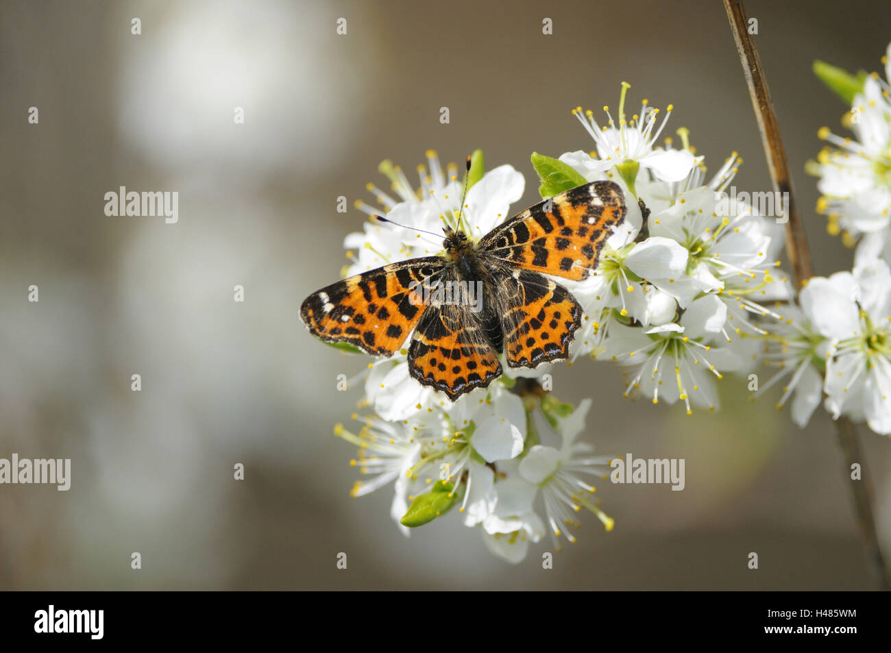 Map butterfly flower hi-res stock photography and images - Alamy