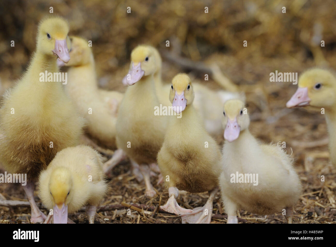 Curious duck looking camera hi-res stock photography and images - Alamy