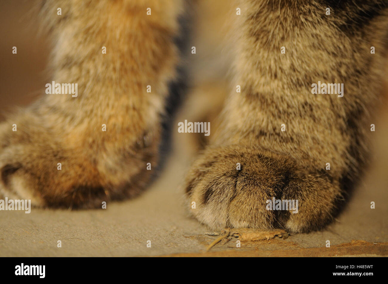 Cat paws close up hi-res stock photography and images - Alamy