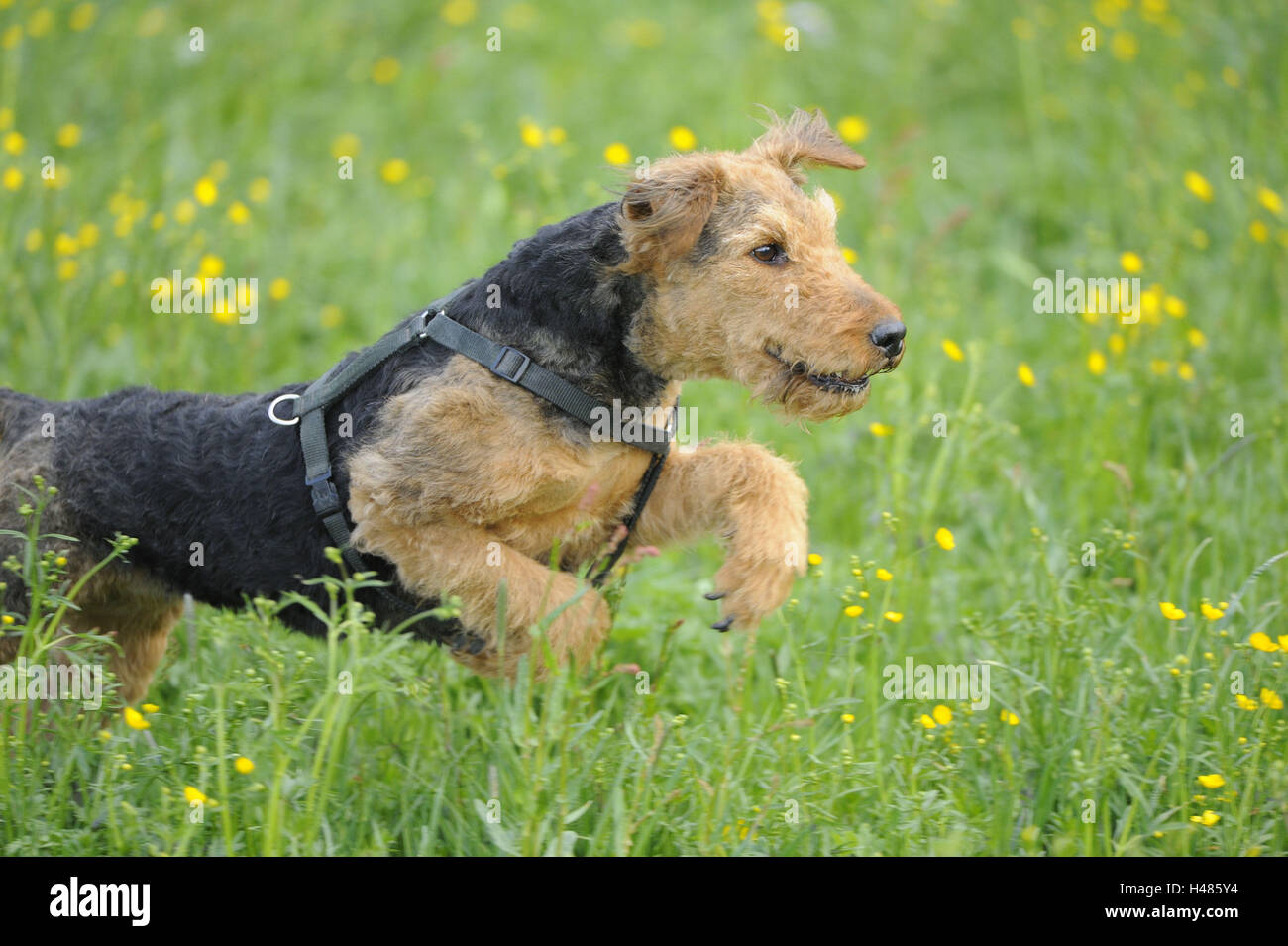 Airedale terrier, meadow, running, side view Stock Photo - Alamy