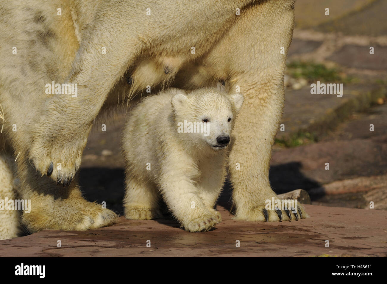 Polar bear, Ursus maritimus, young animal, mother animal Stock Photo ...