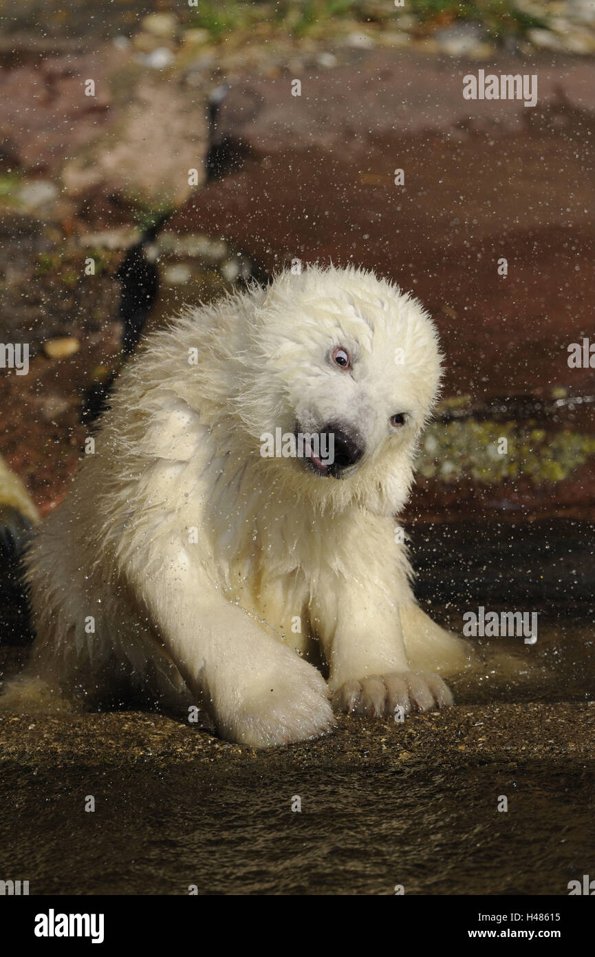 Polar bear, Ursus maritimus, young animal, wet, shaking Stock Photo - Alamy
