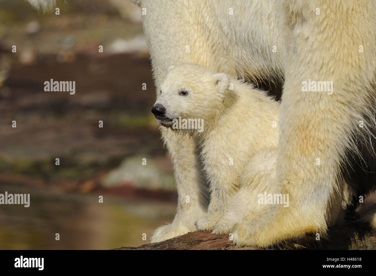 Polar bear, Ursus maritimus, young animal, mother animal Stock Photo ...