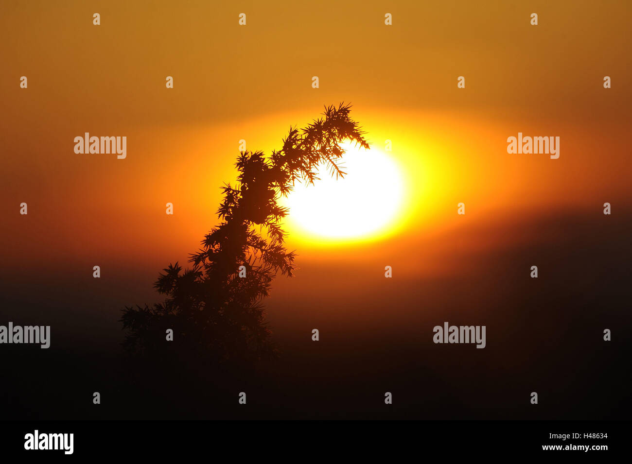 Sunset, juniper, silhouette Stock Photo - Alamy