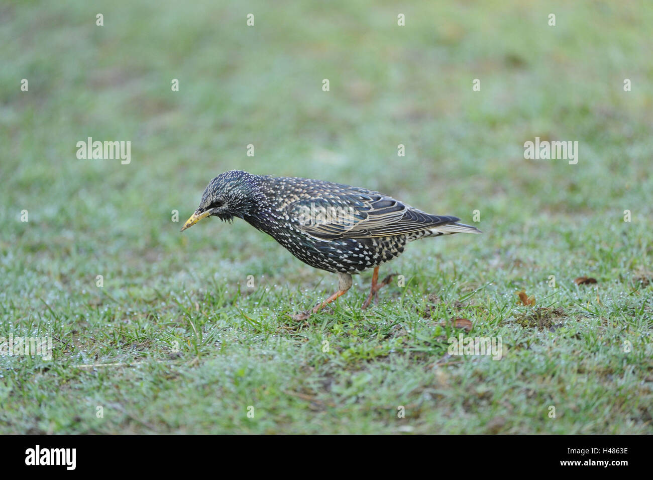 Wet common starling hi-res stock photography and images - Alamy