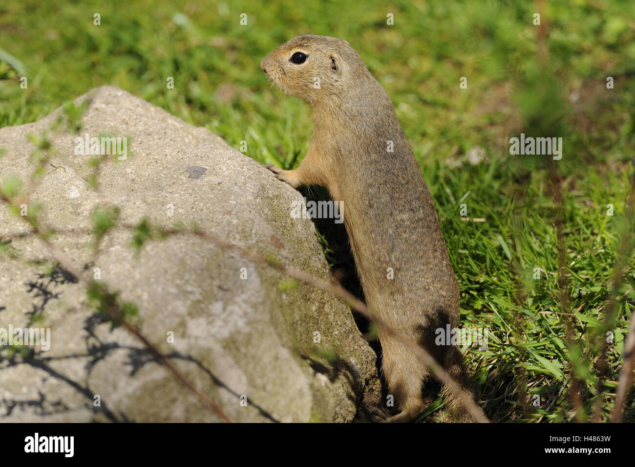 European Ziesel, Spermophilus citellus Stock Photo - Alamy