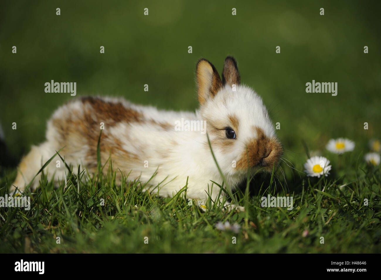 House rabbits, Oryctolagus cuniculus forma domestica, young animal ...
