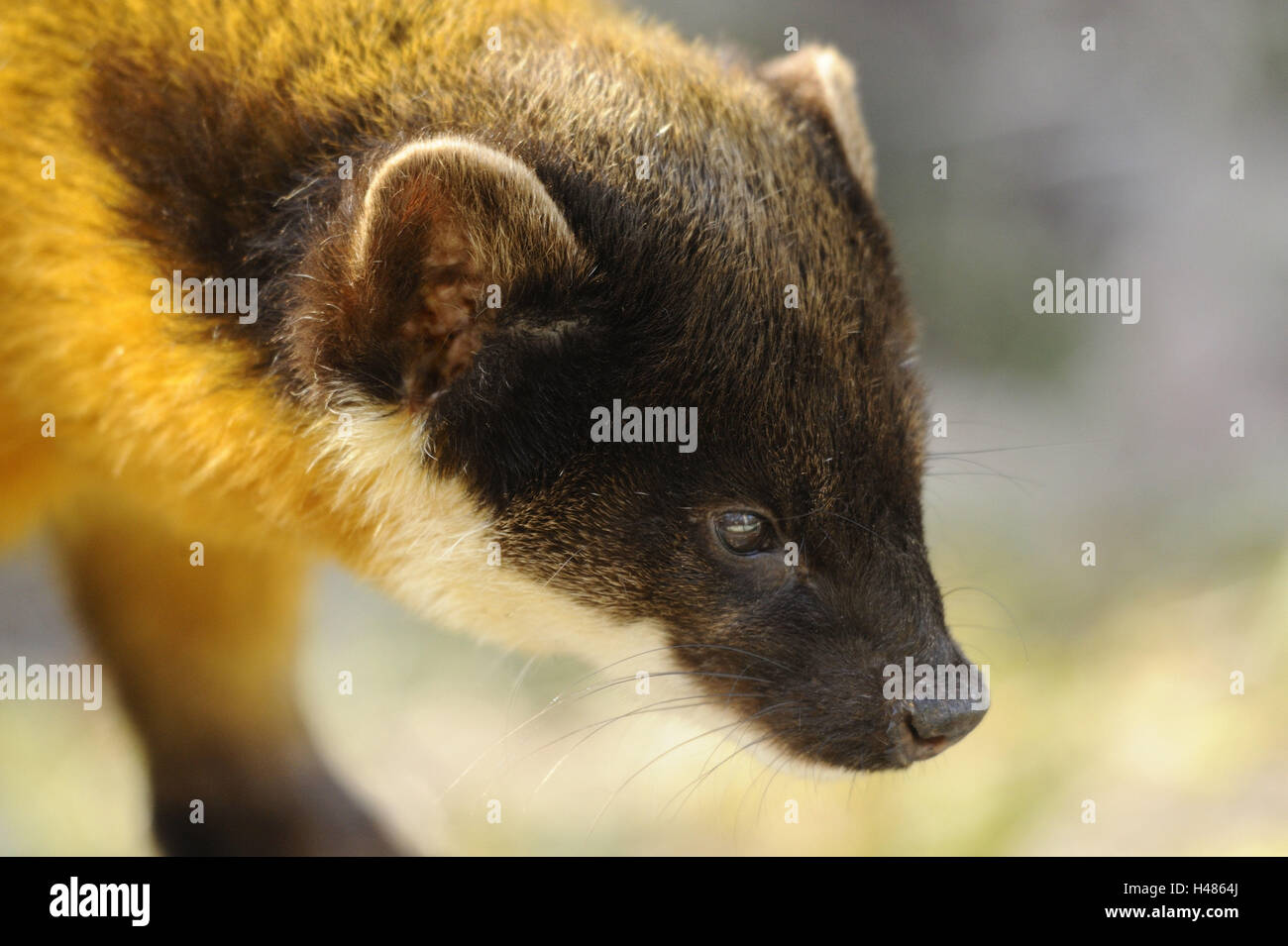 Yellow-throated marten, Martes flavigula, portrait, side view Stock ...