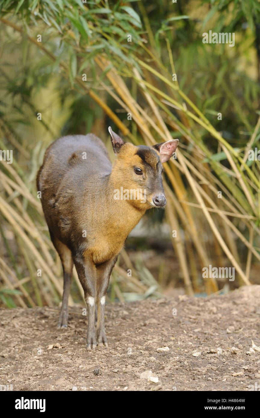 Reeves's muntjac, Muntiacus reevesi, front view Stock Photo - Alamy