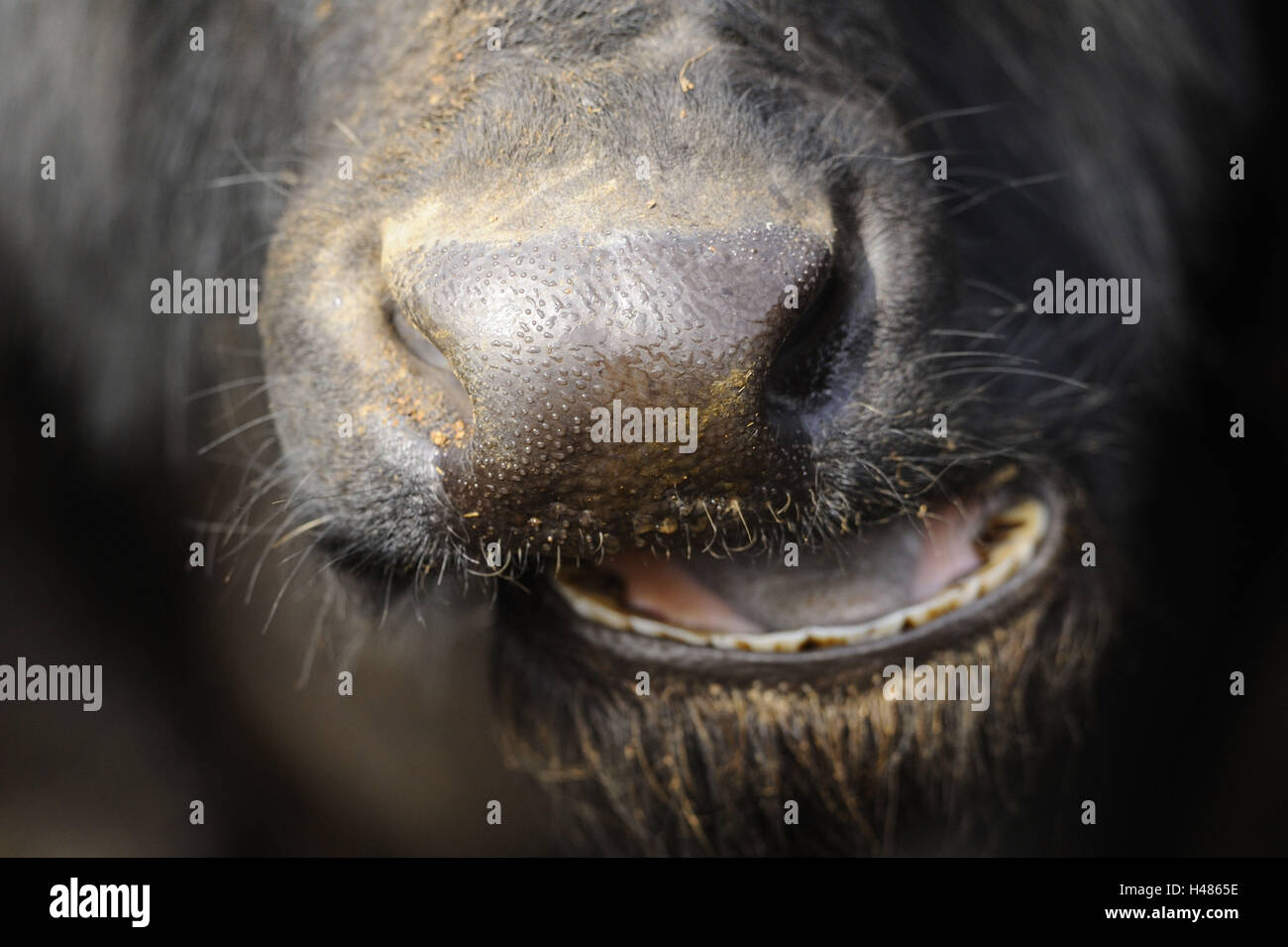 Buffalo with mouth open hi-res stock photography and images - Alamy