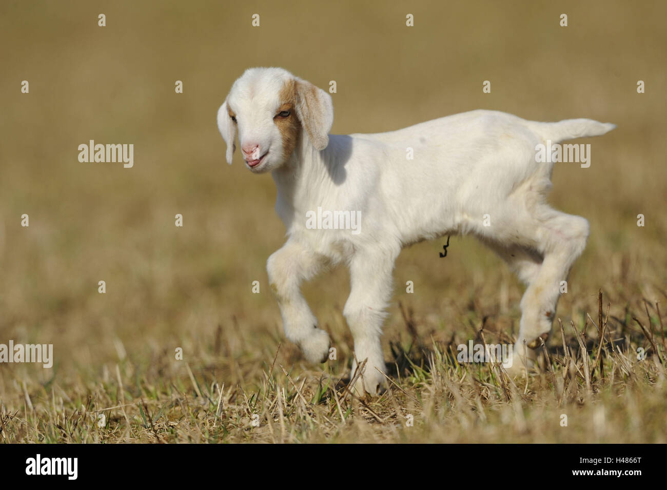 Boer's goat, kid Stock Photo - Alamy