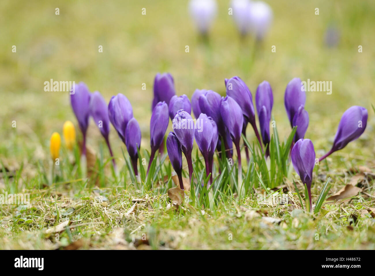 Crocus, Crocus, meadow Stock Photo - Alamy