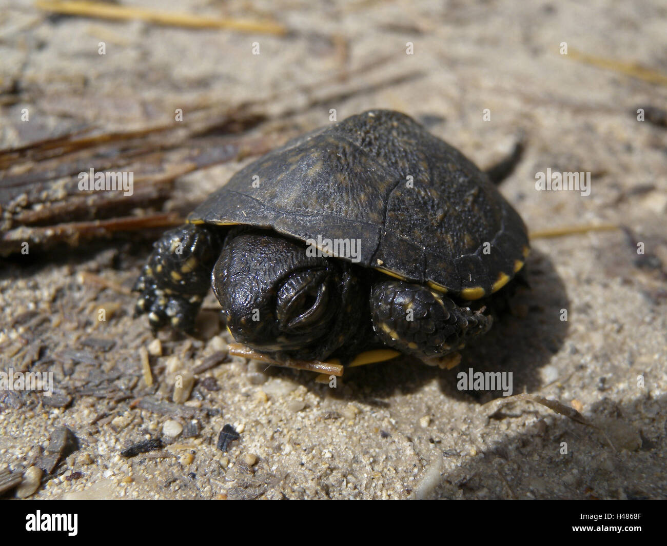 Turtle, nature reserve Albufera, Majorca, Spain Stock Photo - Alamy