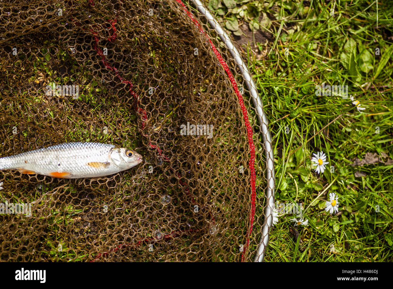 Small perch fish caught in a fishermans landing net sat on the grass by ...