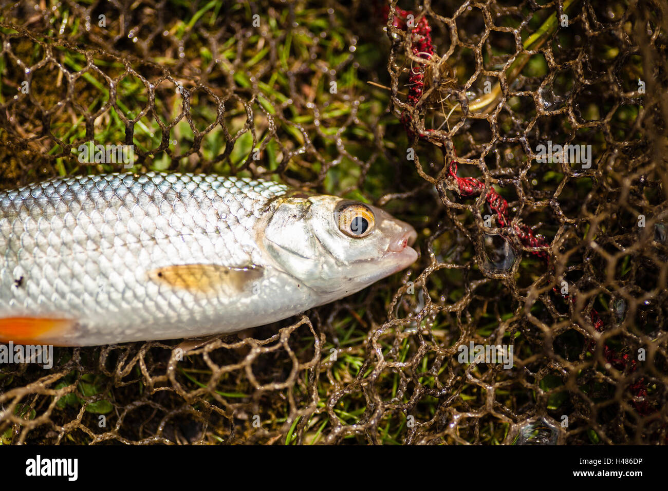Small perch fish caught in a fishermans landing net sat on the grass by ...