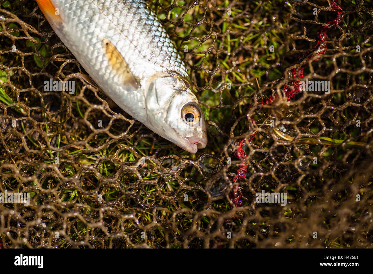 Small perch fish caught in a fishermans landing net sat on the grass by ...