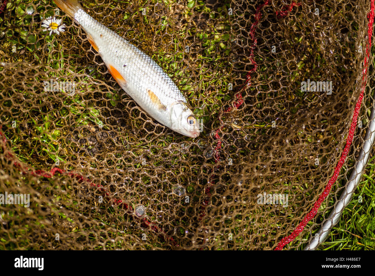 Small perch fish caught in a fishermans landing net sat on the grass by ...