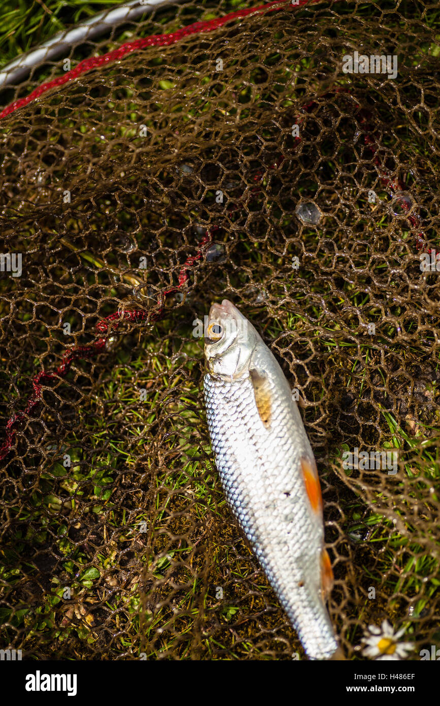 Small perch fish caught in a fishermans landing net sat on the grass by ...