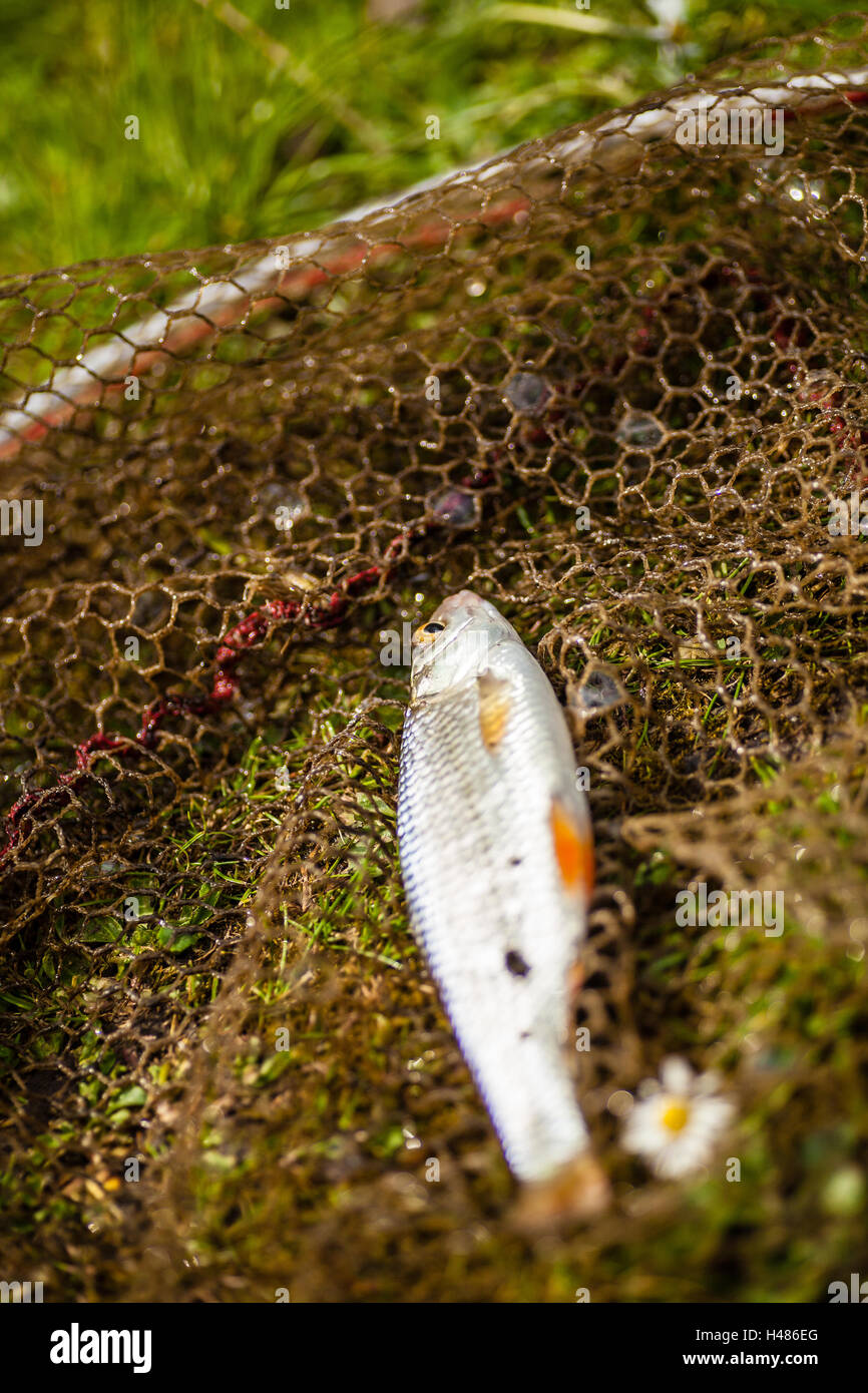 Small perch fish caught in a fishermans landing net sat on the grass by ...