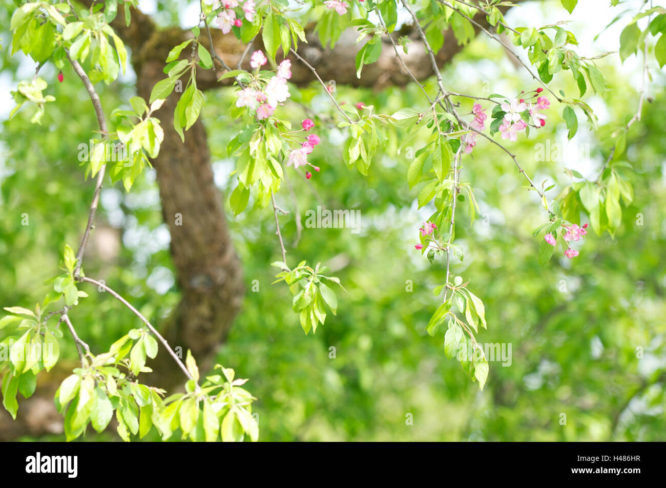 Medium pink flowers hi-res stock photography and images - Alamy