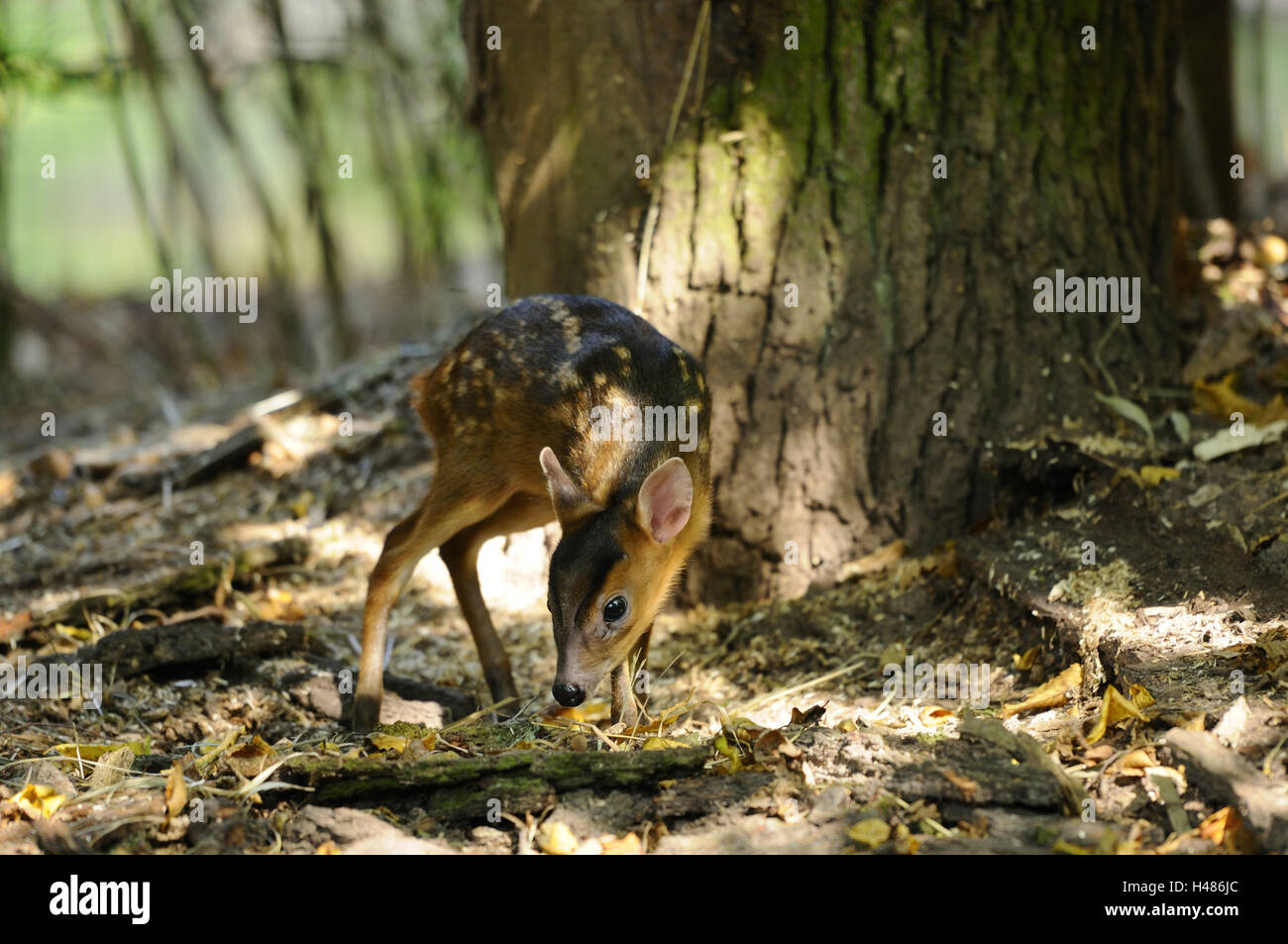 Chinese Muntjac, Muntiacus reevesi, fawn, standing, side view Stock ...