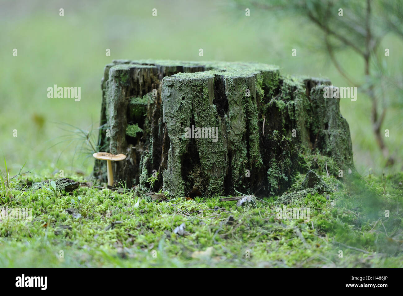 Amanita Fulva High Resolution Stock Photography and Images - Alamy